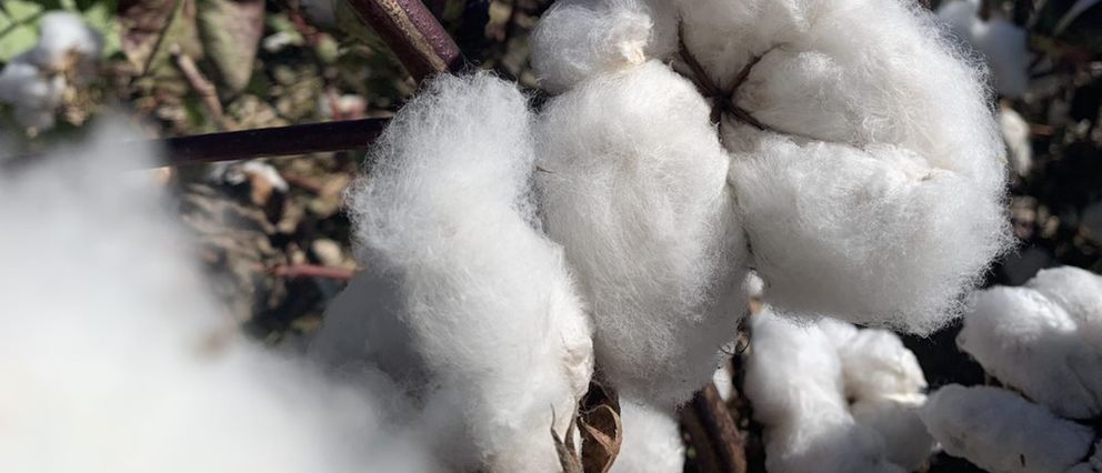 GOTS in action | BehindTheSeams